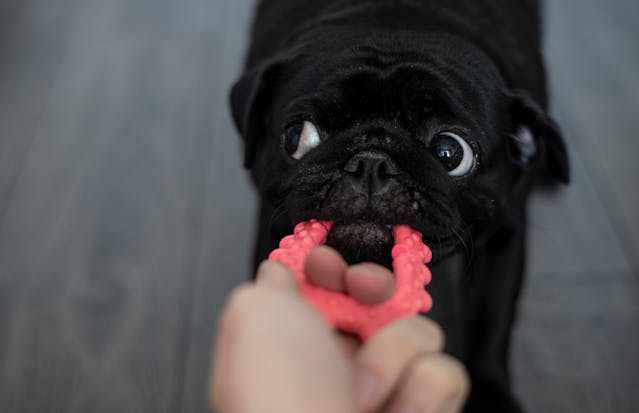 What are Spectra 5 and Spectra 9 dog vaccines? - Dogs Embraced