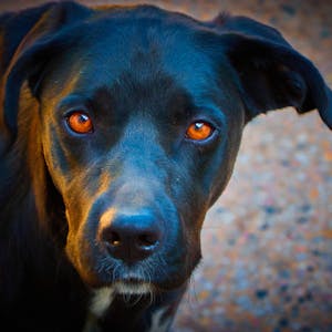 What It Means When Your Dog’s Face Is Swollen, And What You Should Do ...